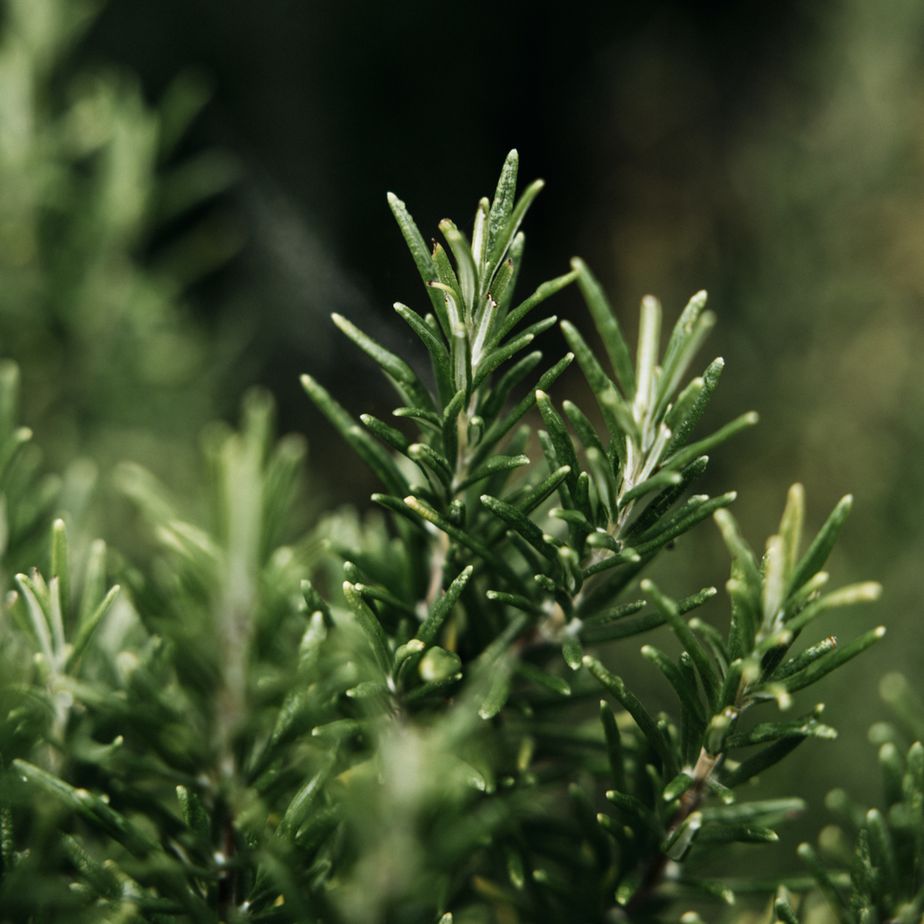 Bay & Rosemary, Hand Lotion Refill – ST. EVAL