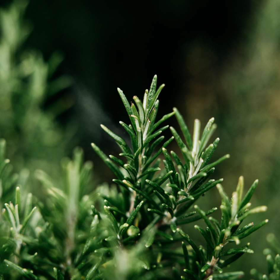 Bay & Rosemary, Diffuser Refill– St Eval