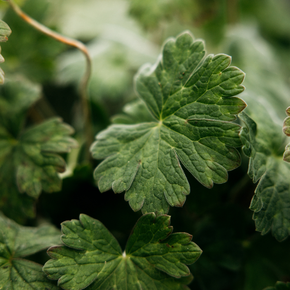Geranium Leaf, Reed Diffuser – ST. EVAL