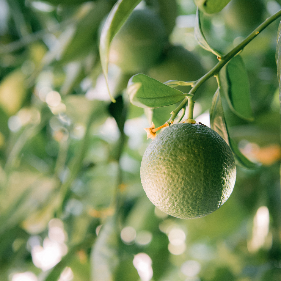 Grapefruit & Lime, Scented Tealights – ST. EVAL