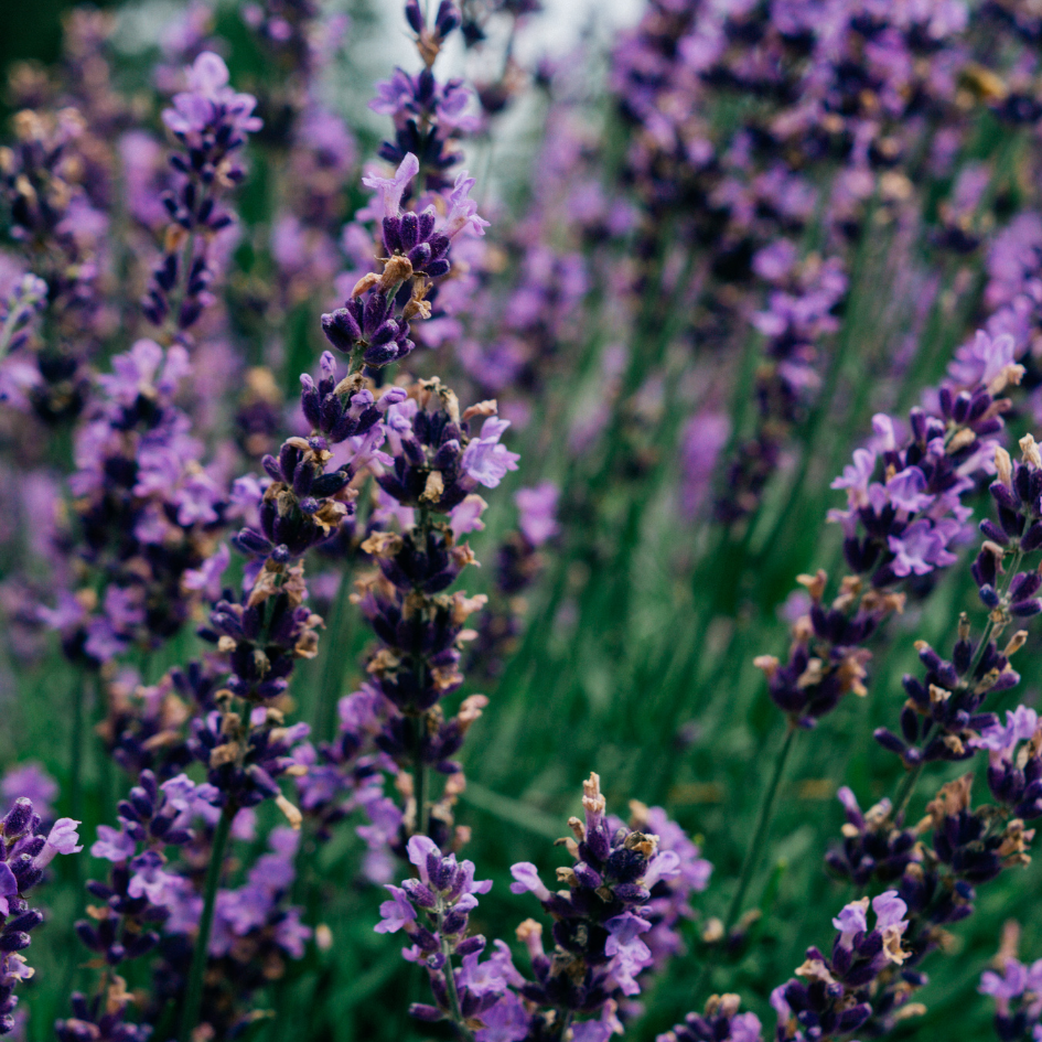 Lavender Fields, Reed Diffuser – ST. EVAL
