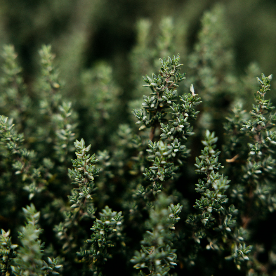 Thyme & Mint, Reed Diffuser – ST. EVAL