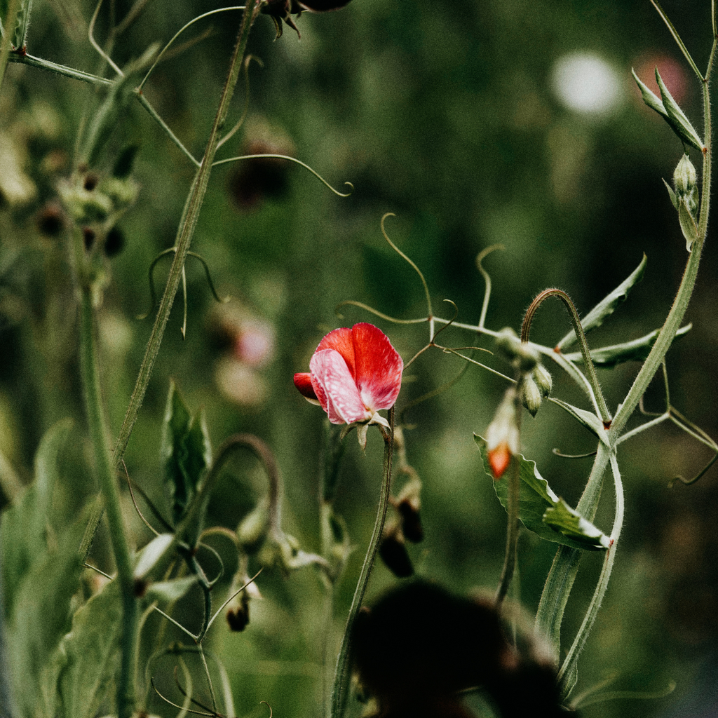 Sweet Pea, Hand Care Gift Set – ST. EVAL